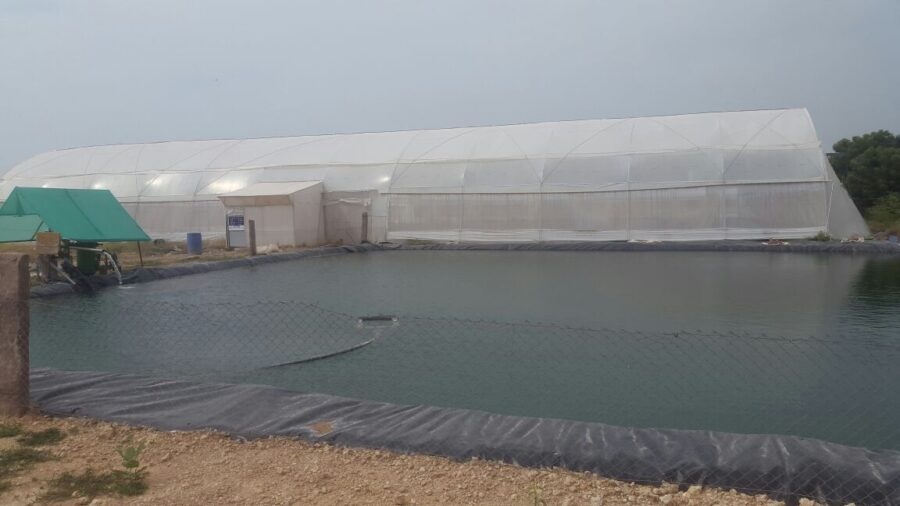 polyhouse farming in rajasthan Archives - Shri Ji Irrigation